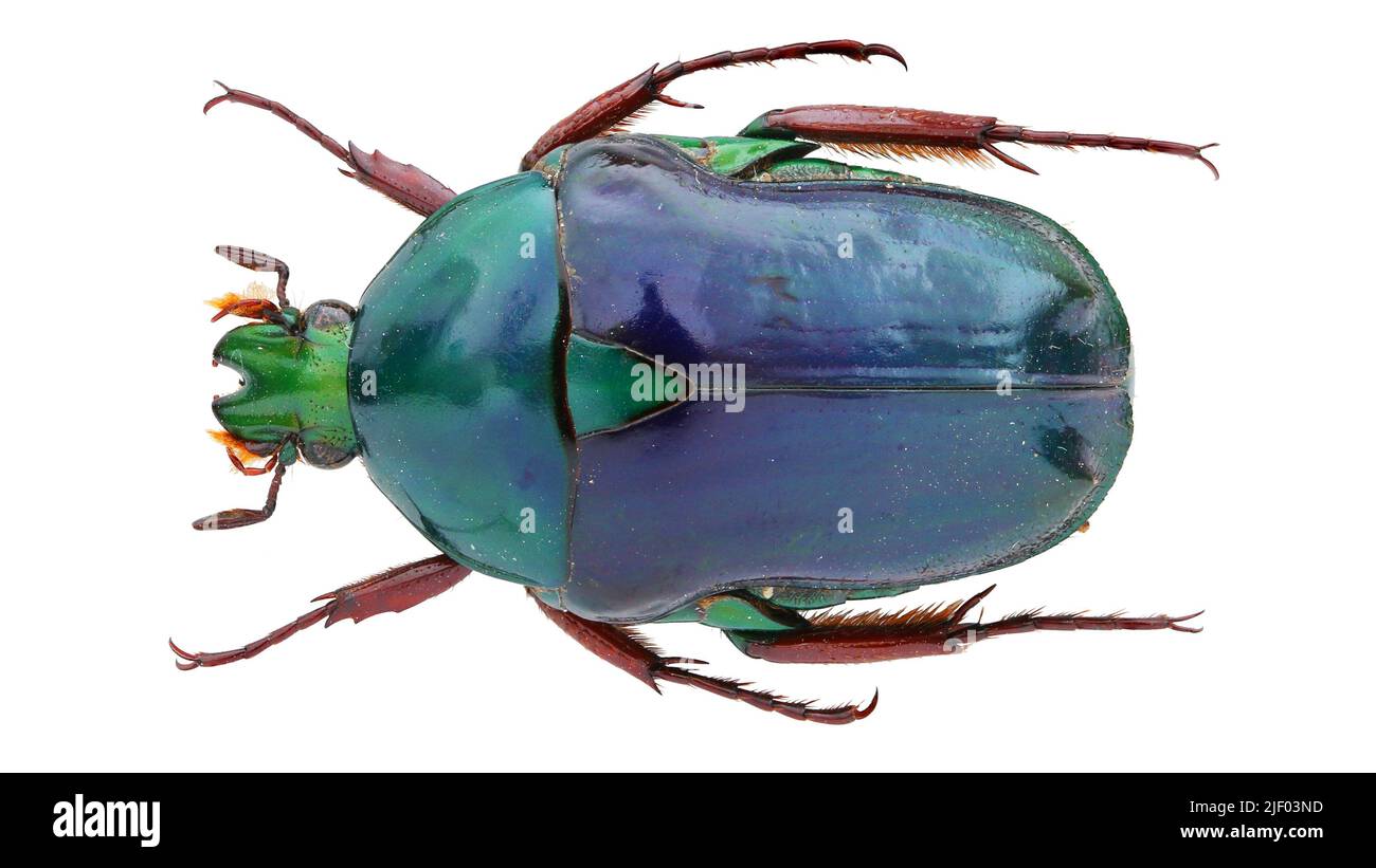 Beautiful insect specimens collection of flower chafer Stock Photo - Alamy