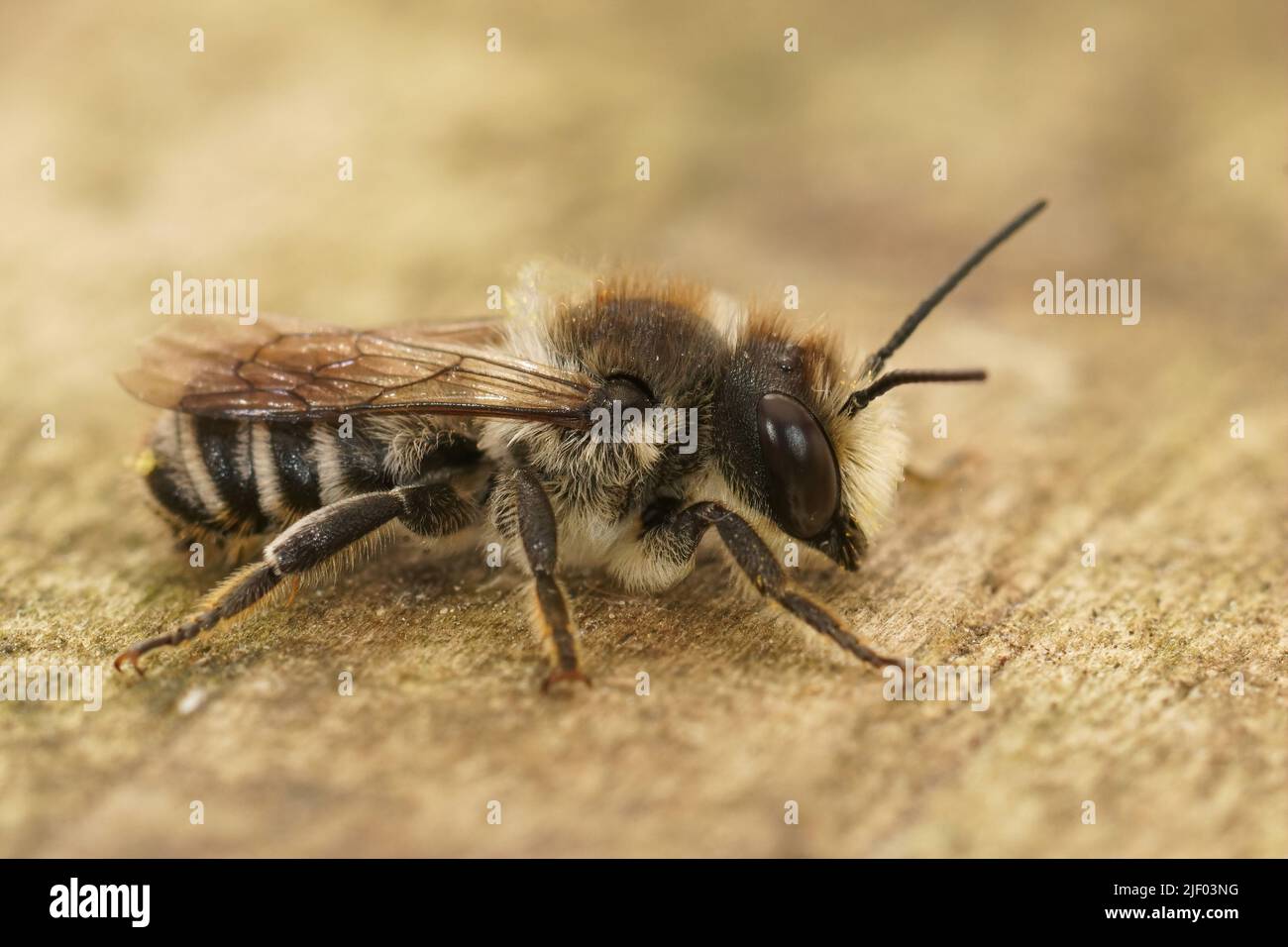 Detailed closeup on a male of the Banded mud bee, Chalicodoma ...