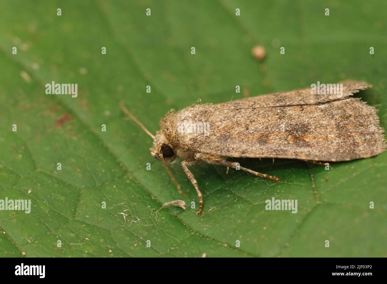 Closeup on the mottled rustic moth, Caradrina morpheus sitting on a ...