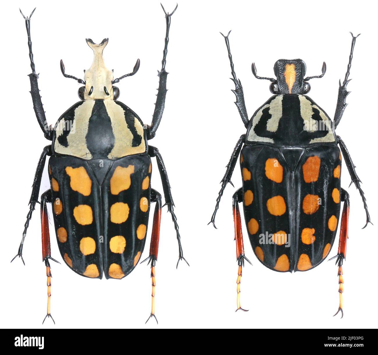 Beautiful insect specimens collection of flower chafer Stock Photo - Alamy