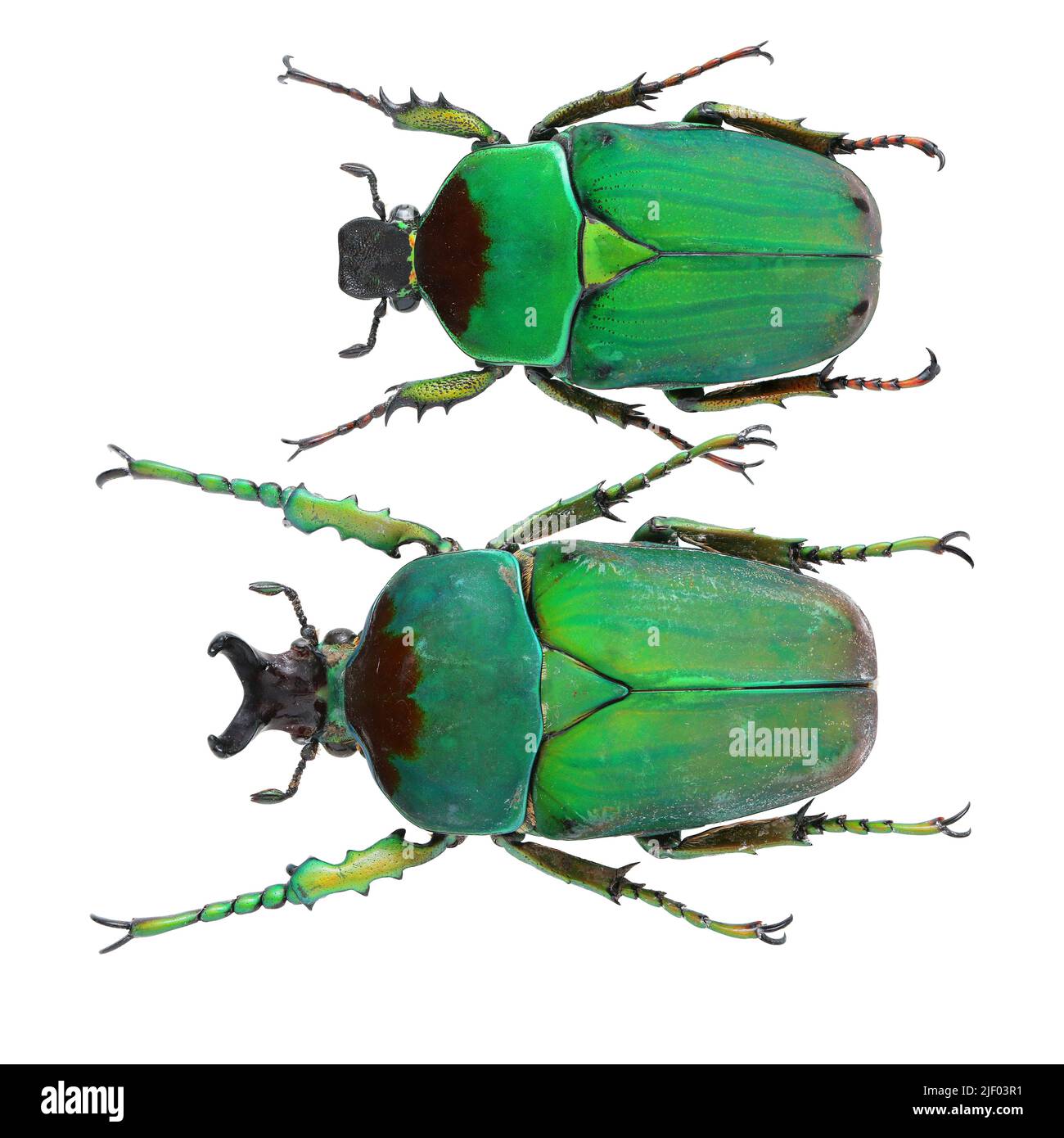 Flower beetle chafer blue hi-res stock photography and images - Alamy