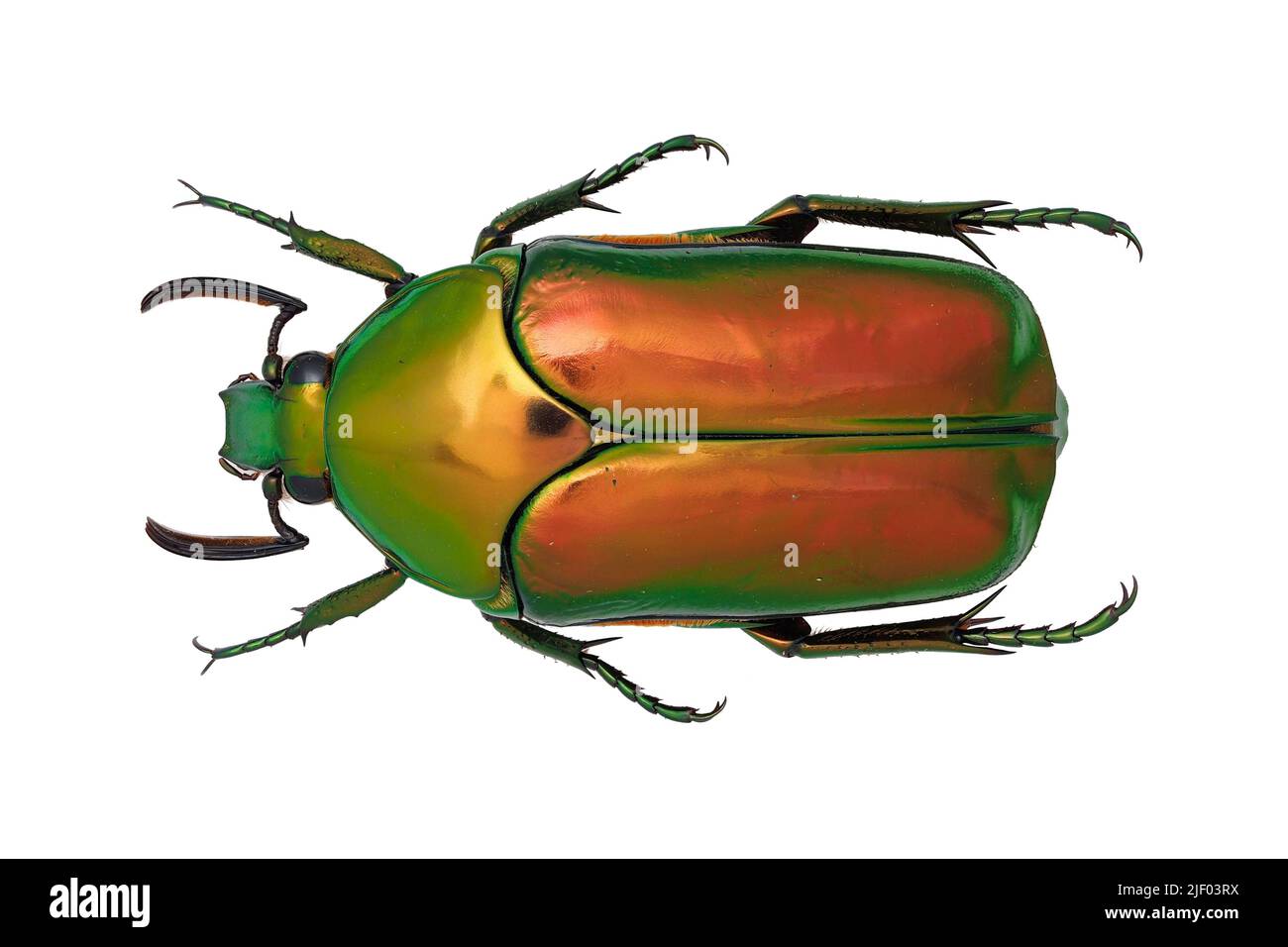 Beautiful insect specimens collection of flower chafer Stock Photo - Alamy