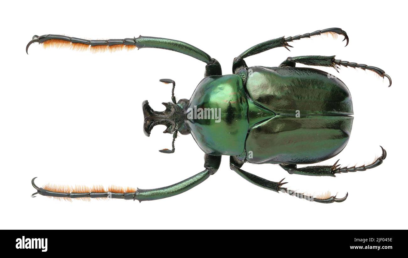 Beautiful insects collection of colourful flower chafers Stock Photo ...