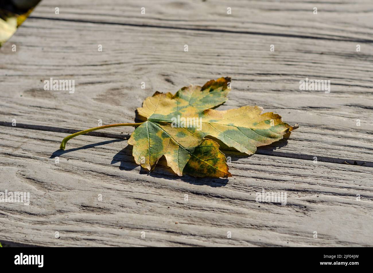 A fallen maple leaf on a tree surface. Autumn sun illuminating Yellow ...