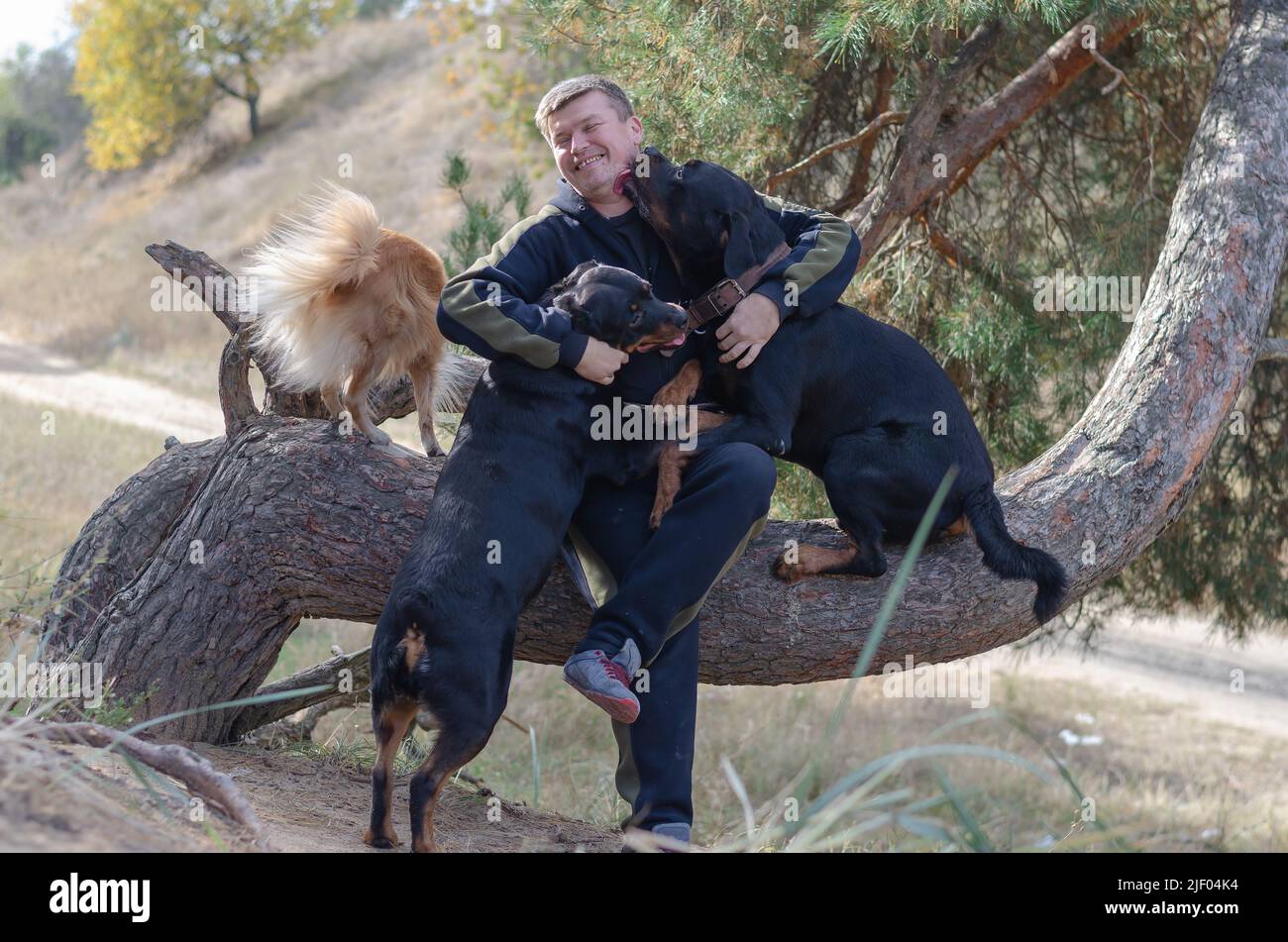 A man and his pets. An adult male sitting on the trunk of a pine tree ...