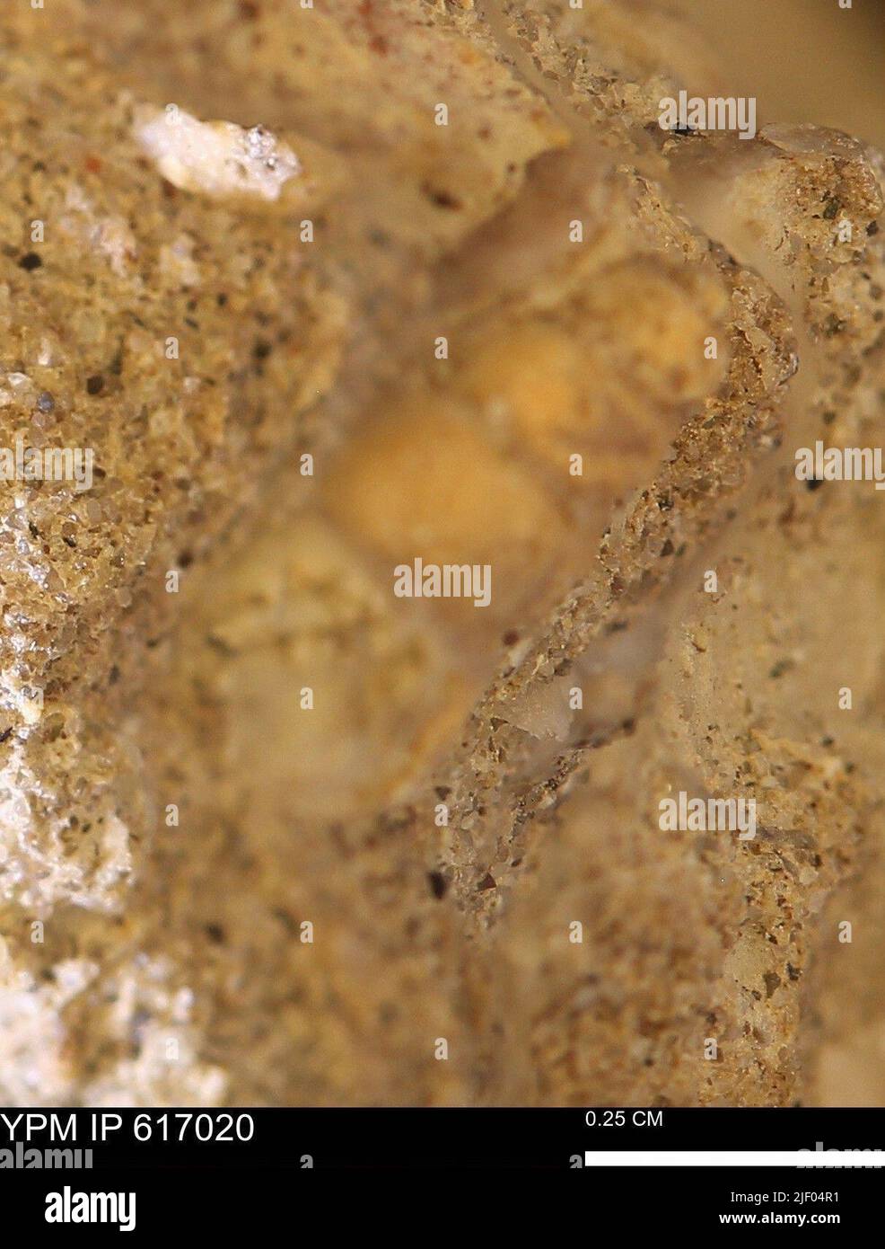 Turritella sp animalia hi-res stock photography and images - Alamy