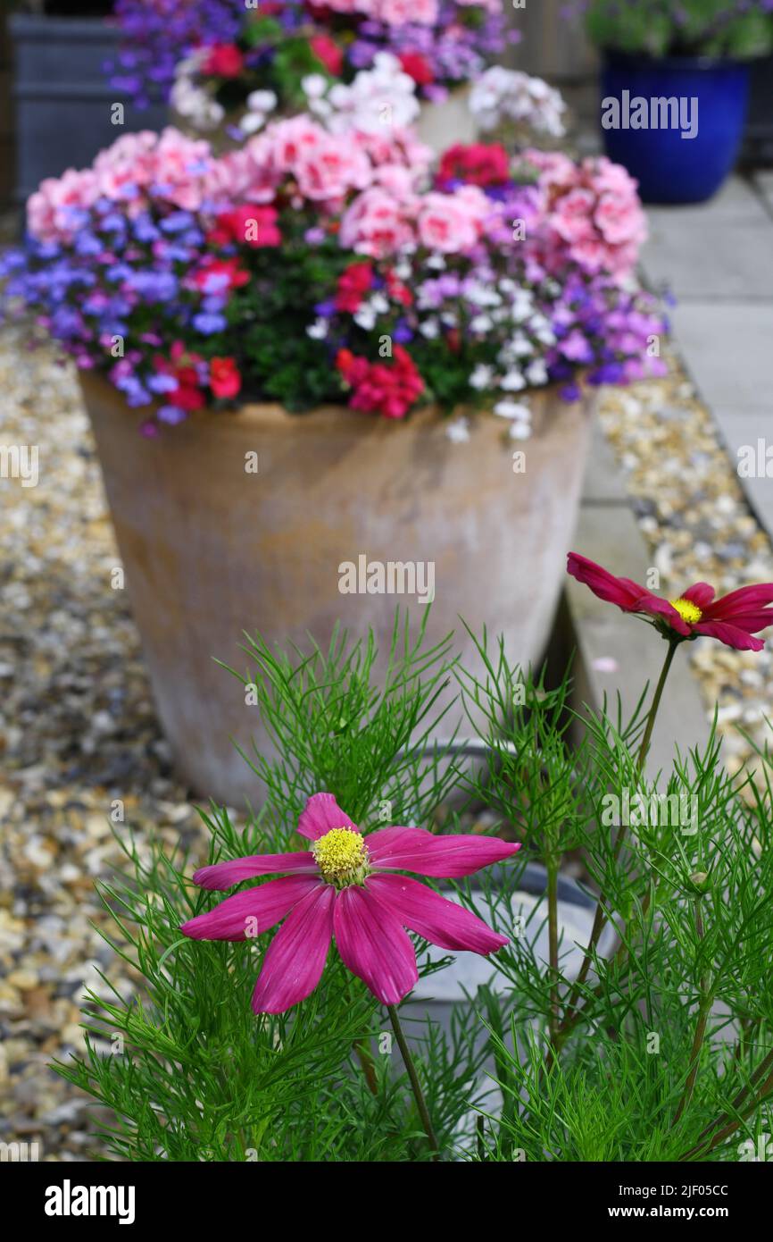 Cosmos in a shingle garden Stock Photo - Alamy