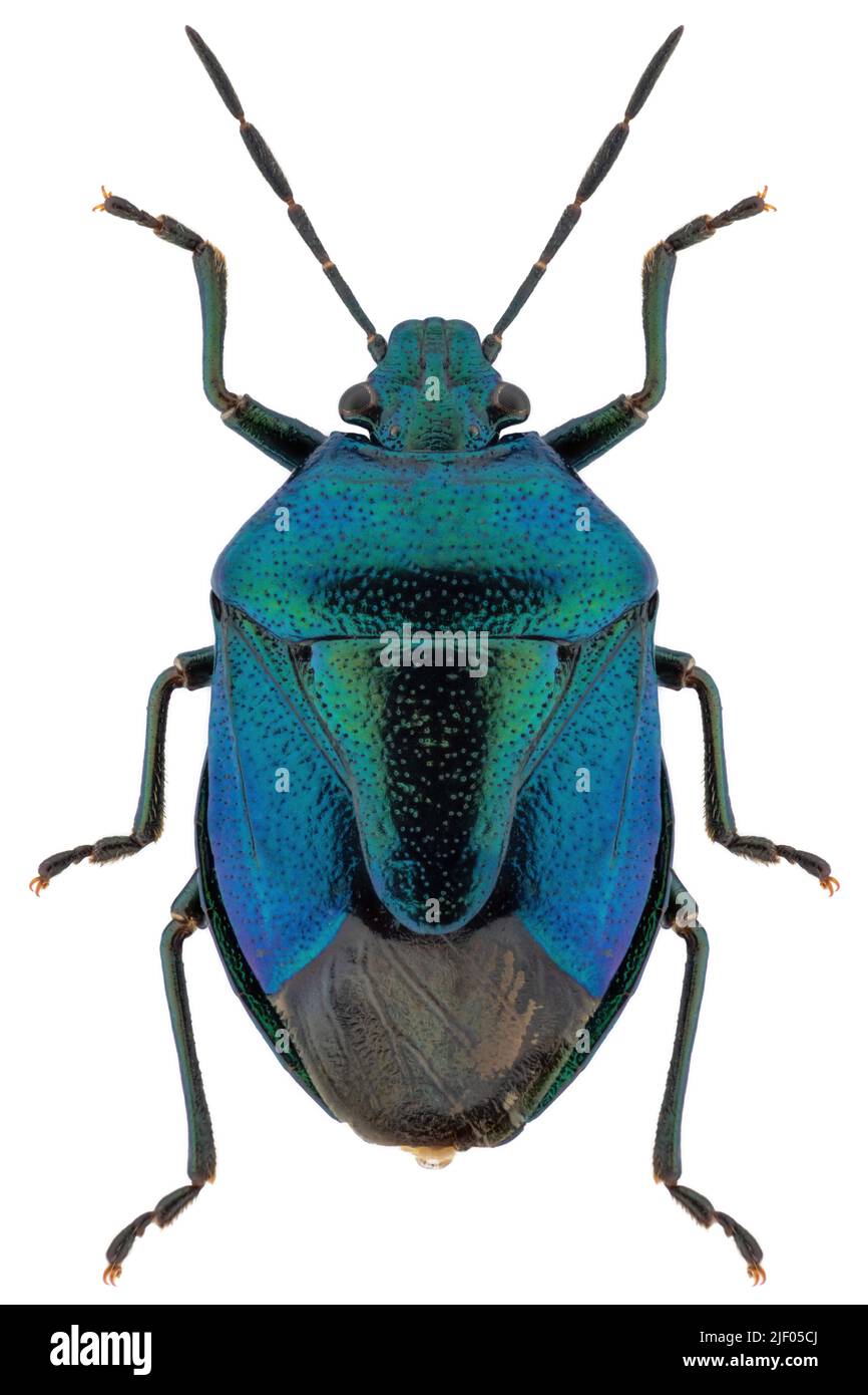 True bug species Zicrona caerulea, trivial name: blue shield bug Stock ...