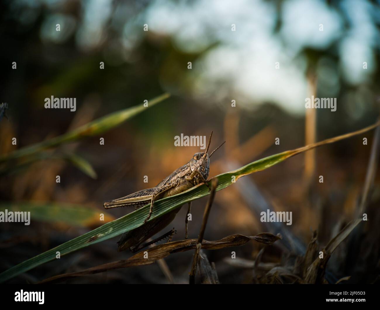 A closeup of the migratory locust, Locusta migratoria Stock Photo - Alamy