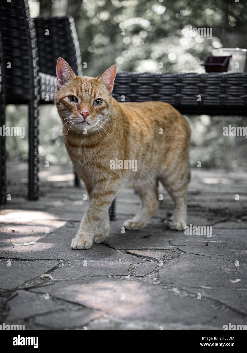 A vertical closeup of an orange striped cat walking in the yard Stock ...