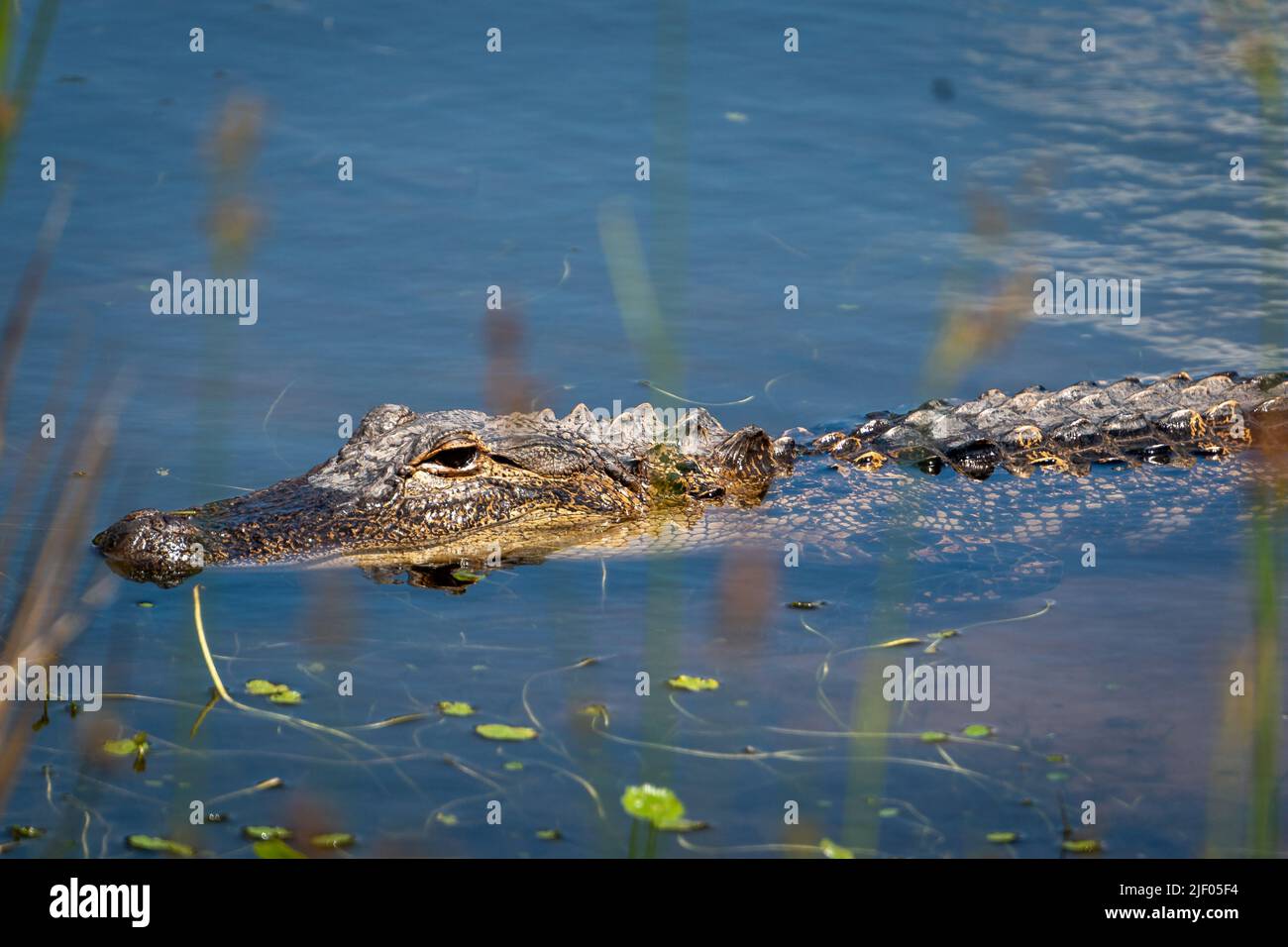 A closeup of the crocodile floating on the water surface Stock Photo ...