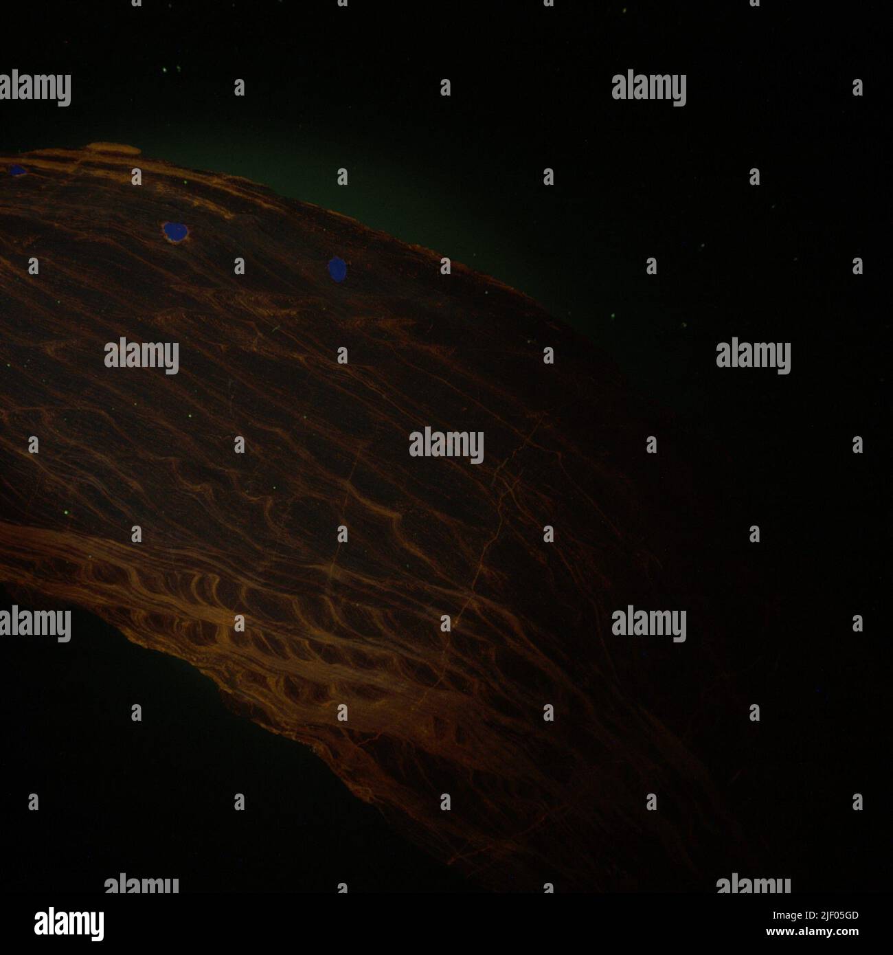 Dictyoclostus indicus (Waagen Stock Photo - Alamy