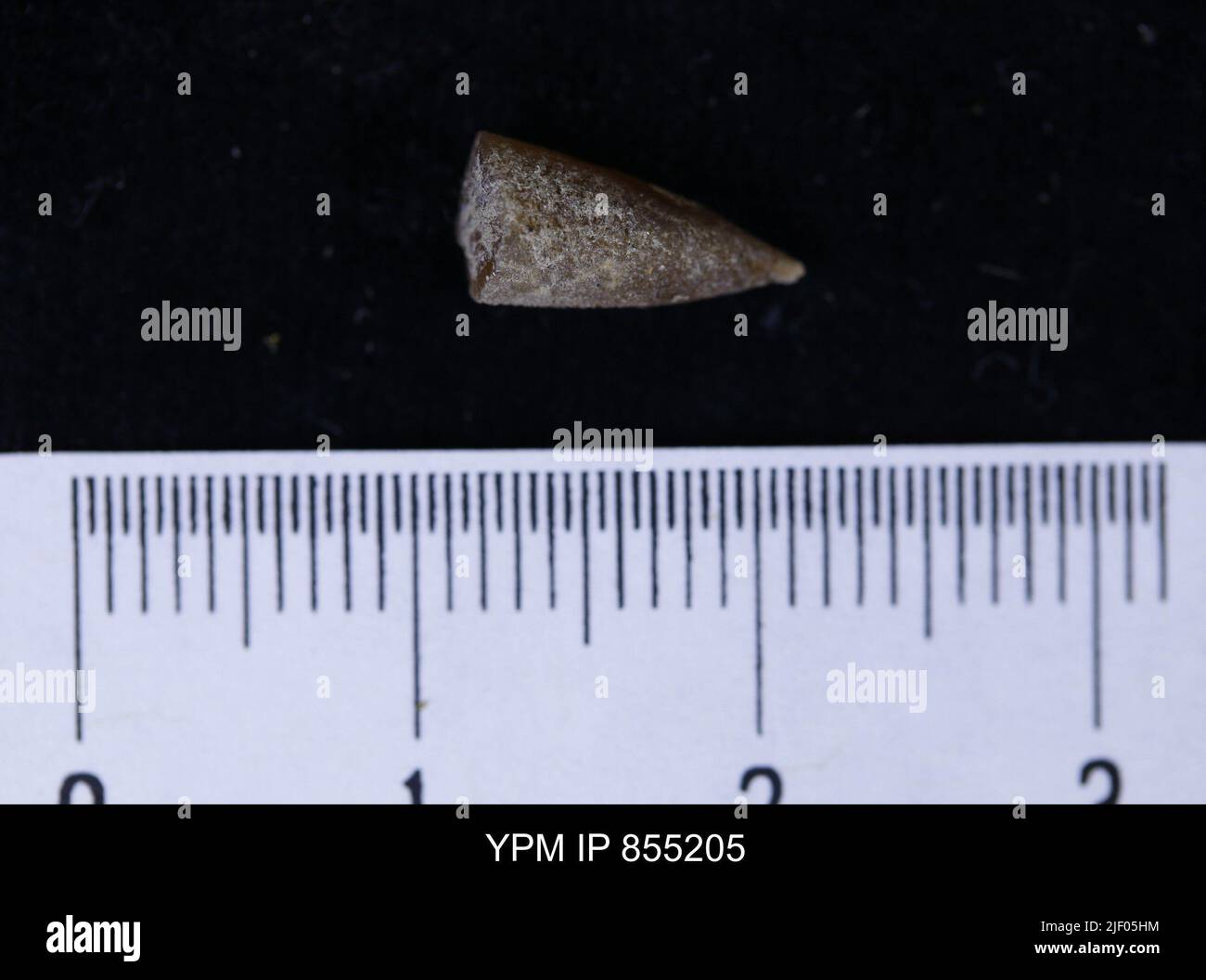 Belemnites sp hi-res stock photography and images - Alamy