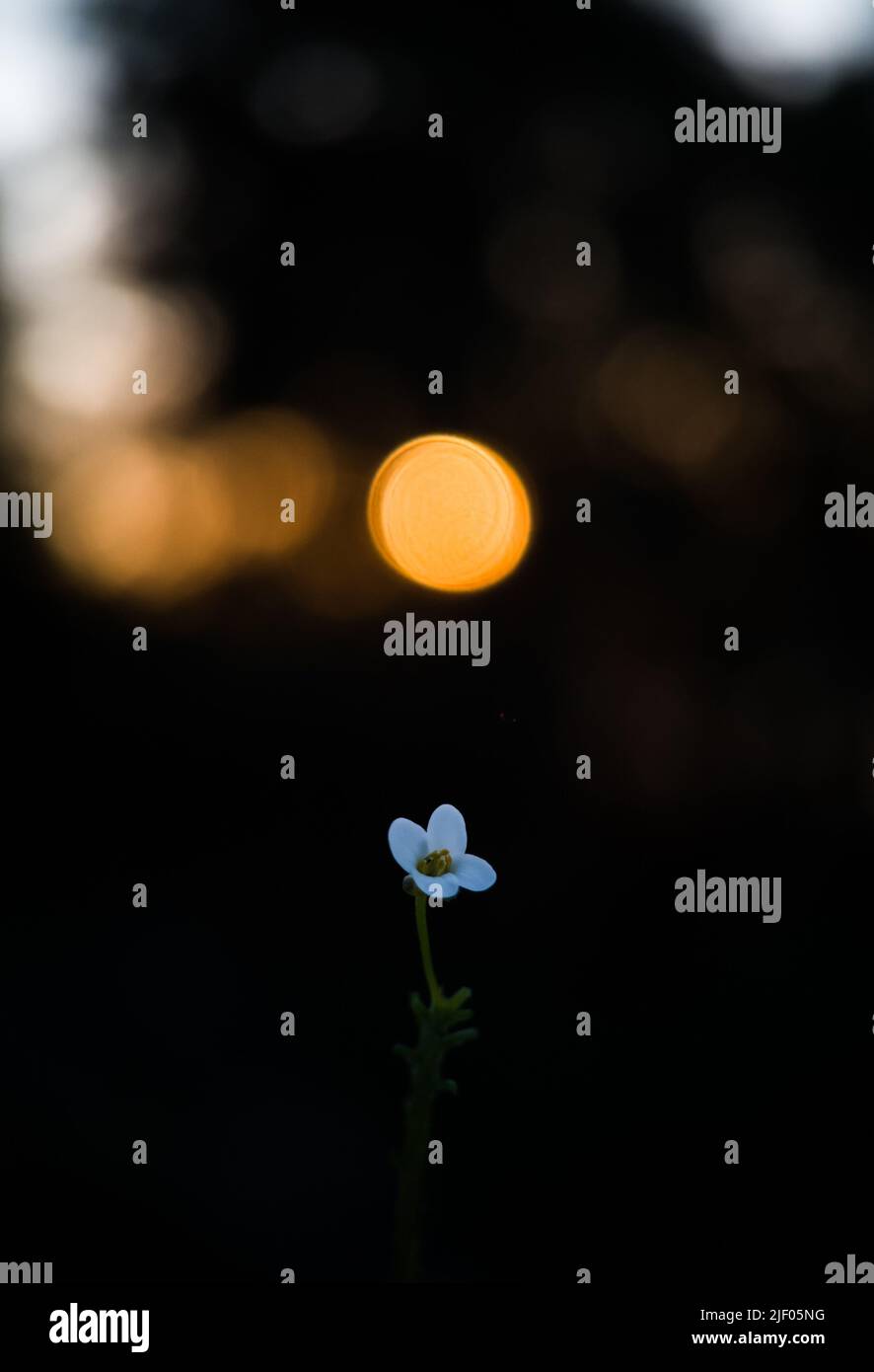 A vertical closeup of Houstonia caerulea, as azure bluet, Quaker lady ...