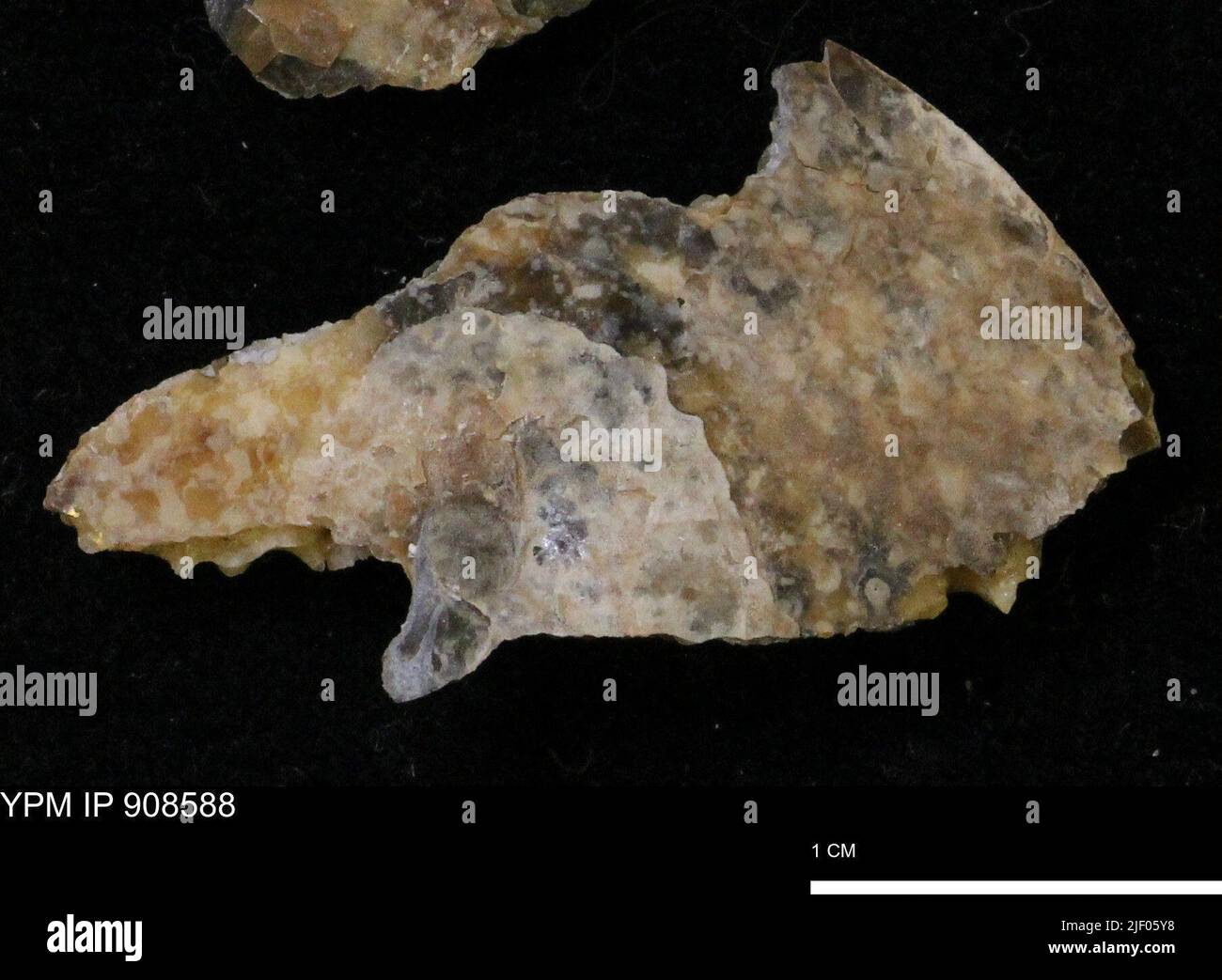 Sphenodiscus hi-res stock photography and images - Alamy