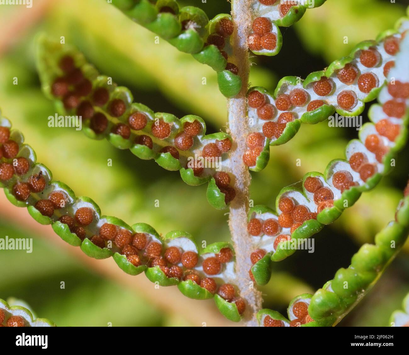 Fern sori polypodium plant nature hi-res stock photography and images ...