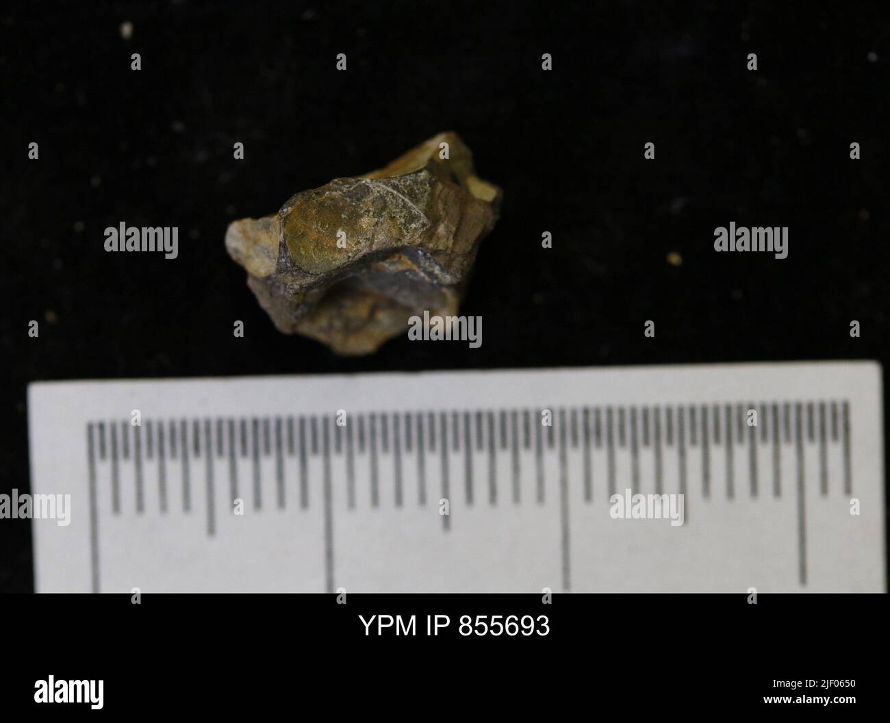 Teredinidae hi-res stock photography and images - Alamy