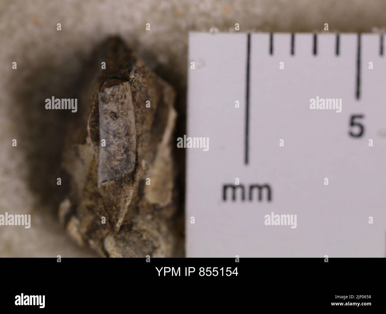 Dentalium sp hi-res stock photography and images - Alamy