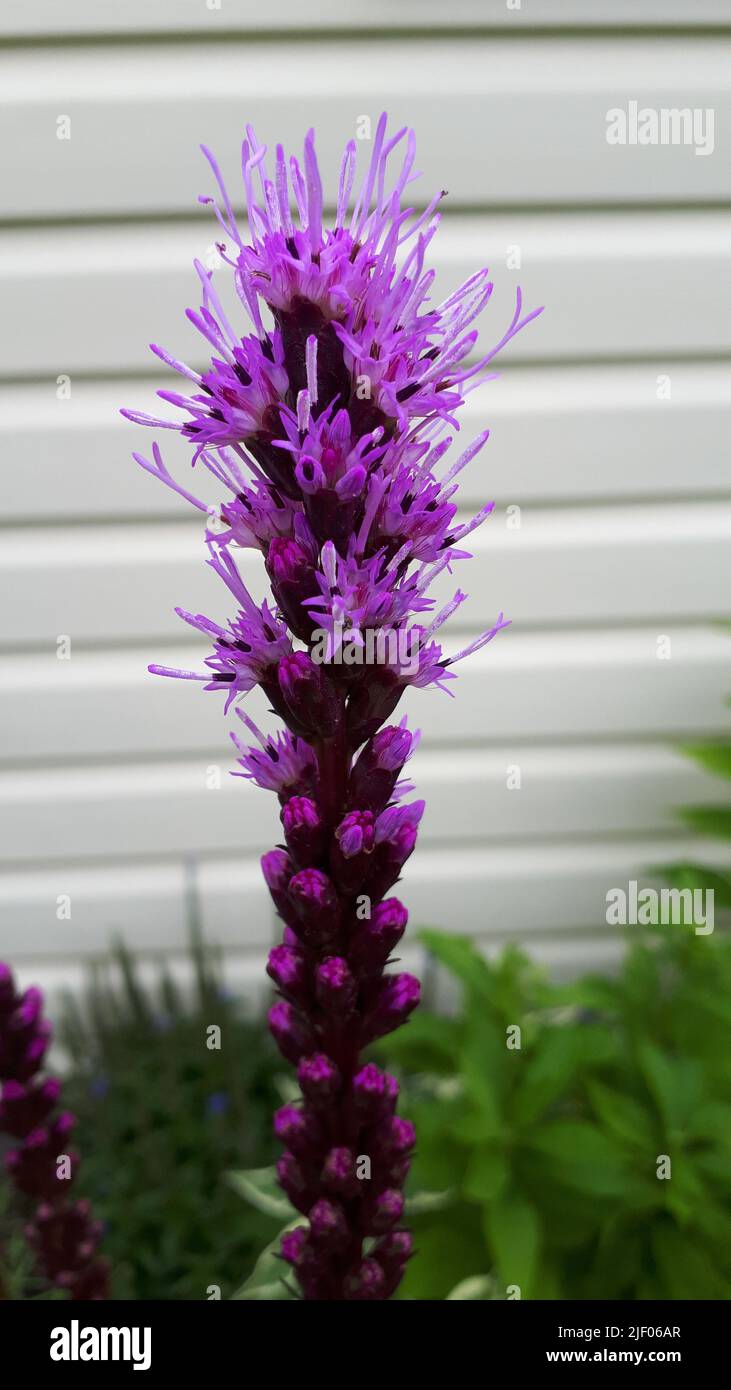 The Liatris spicata flower in the garden Stock Photo - Alamy