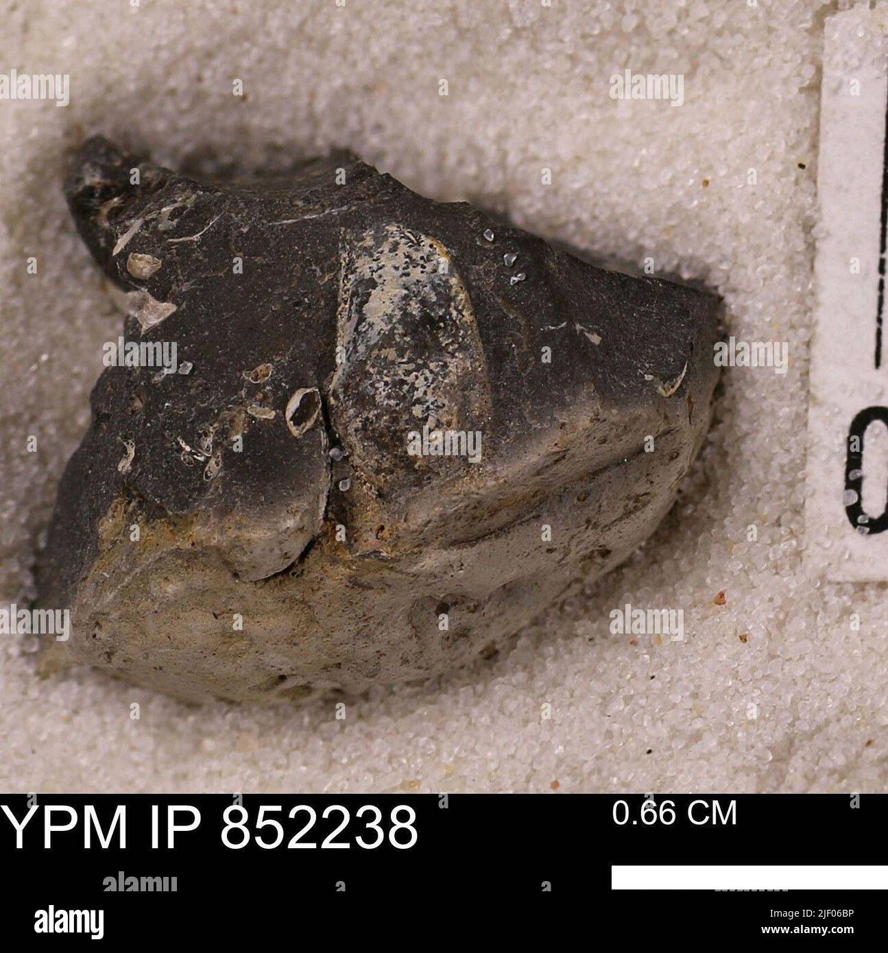 Nuculanidae animalia hi-res stock photography and images - Alamy