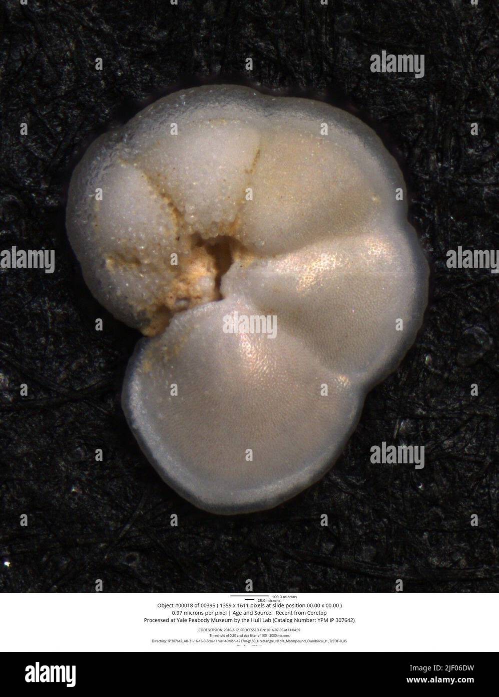 Foraminiferida hi-res stock photography and images - Alamy