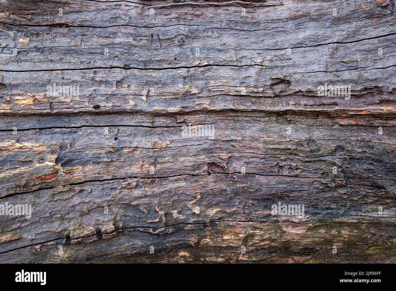 Old wet wood hi-res stock photography and images - Alamy