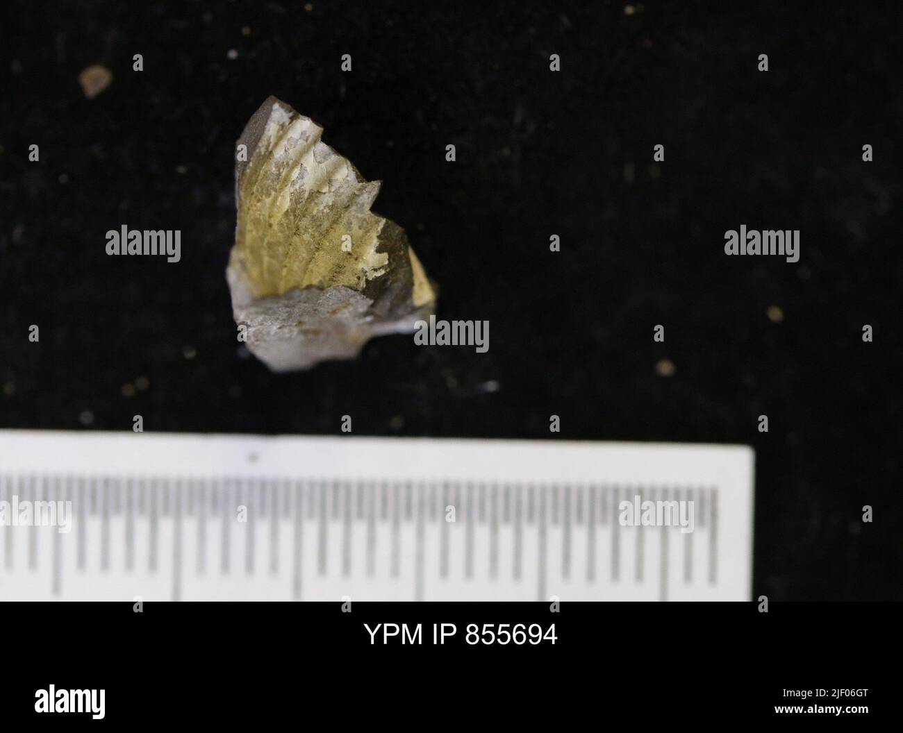 Teredinidae hi-res stock photography and images - Alamy