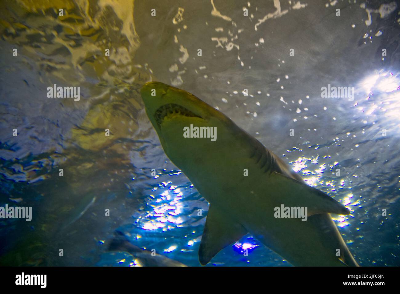 A close-up of a one large grey shark underwater seen from below ...