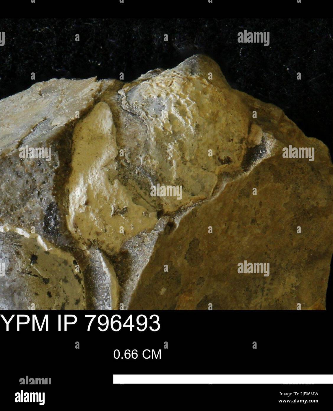 Pteria hi-res stock photography and images - Alamy
