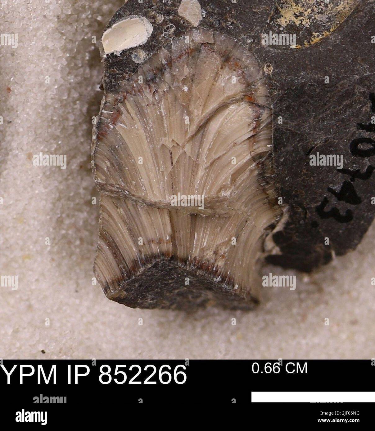 Inoceramidae hi-res stock photography and images - Alamy