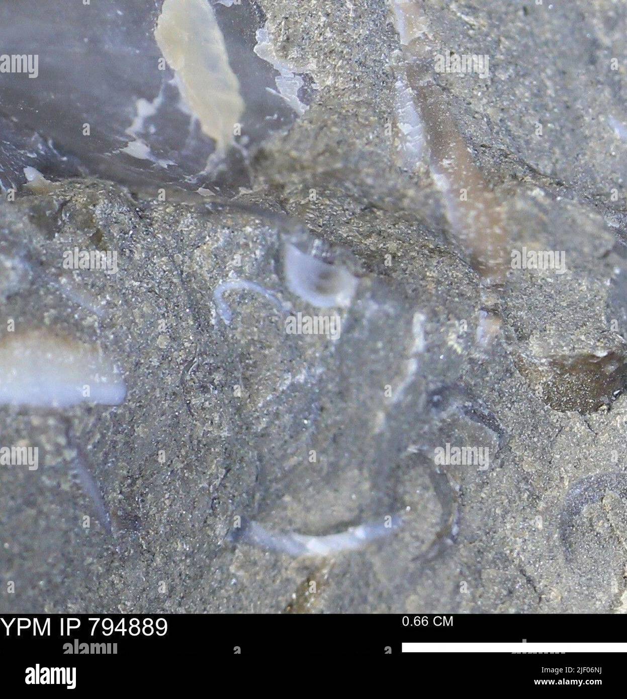 Gastropoda snails and sl hi-res stock photography and images - Alamy