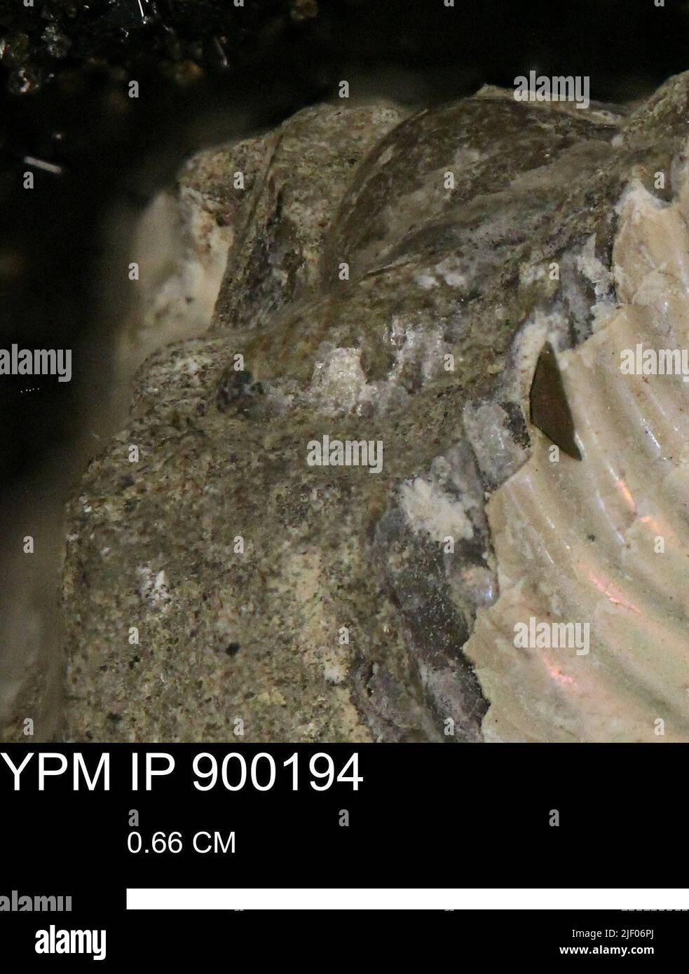 Anomia sp animalia hi-res stock photography and images - Alamy