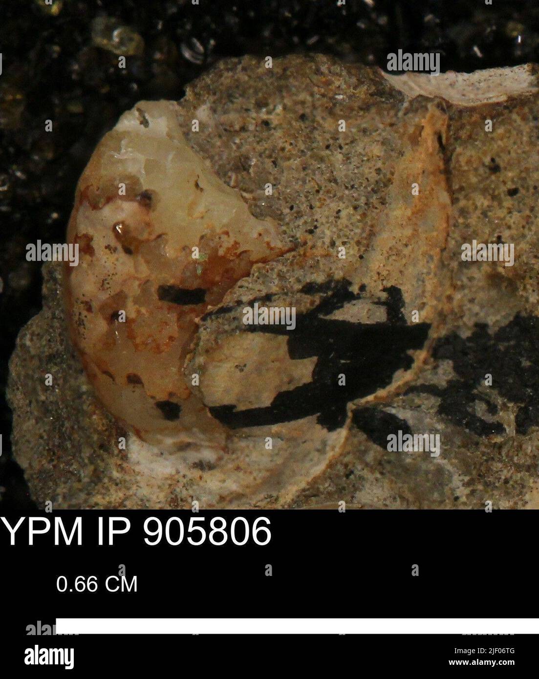 Ammonoidea animalia hi-res stock photography and images - Alamy