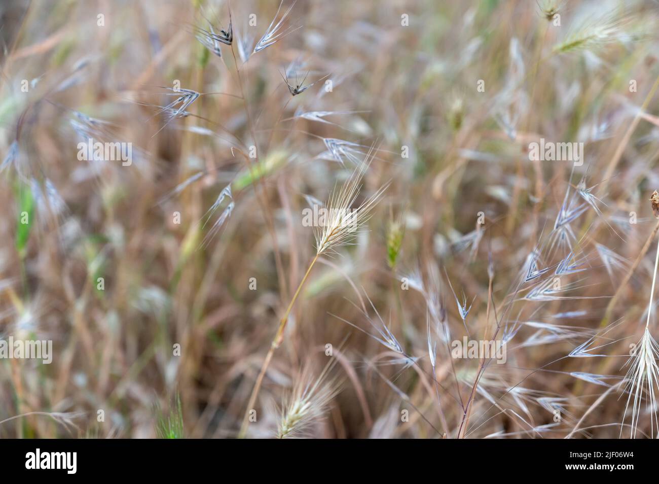 Hordeum murinum, commonly known as wall barley or false barley. Close ...
