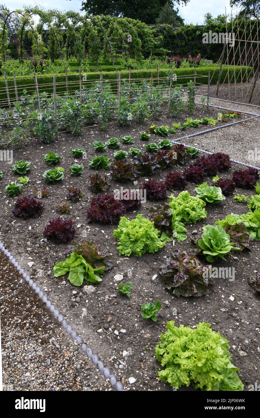 Rows of hedges on a vegetable plot hi-res stock photography and images ...