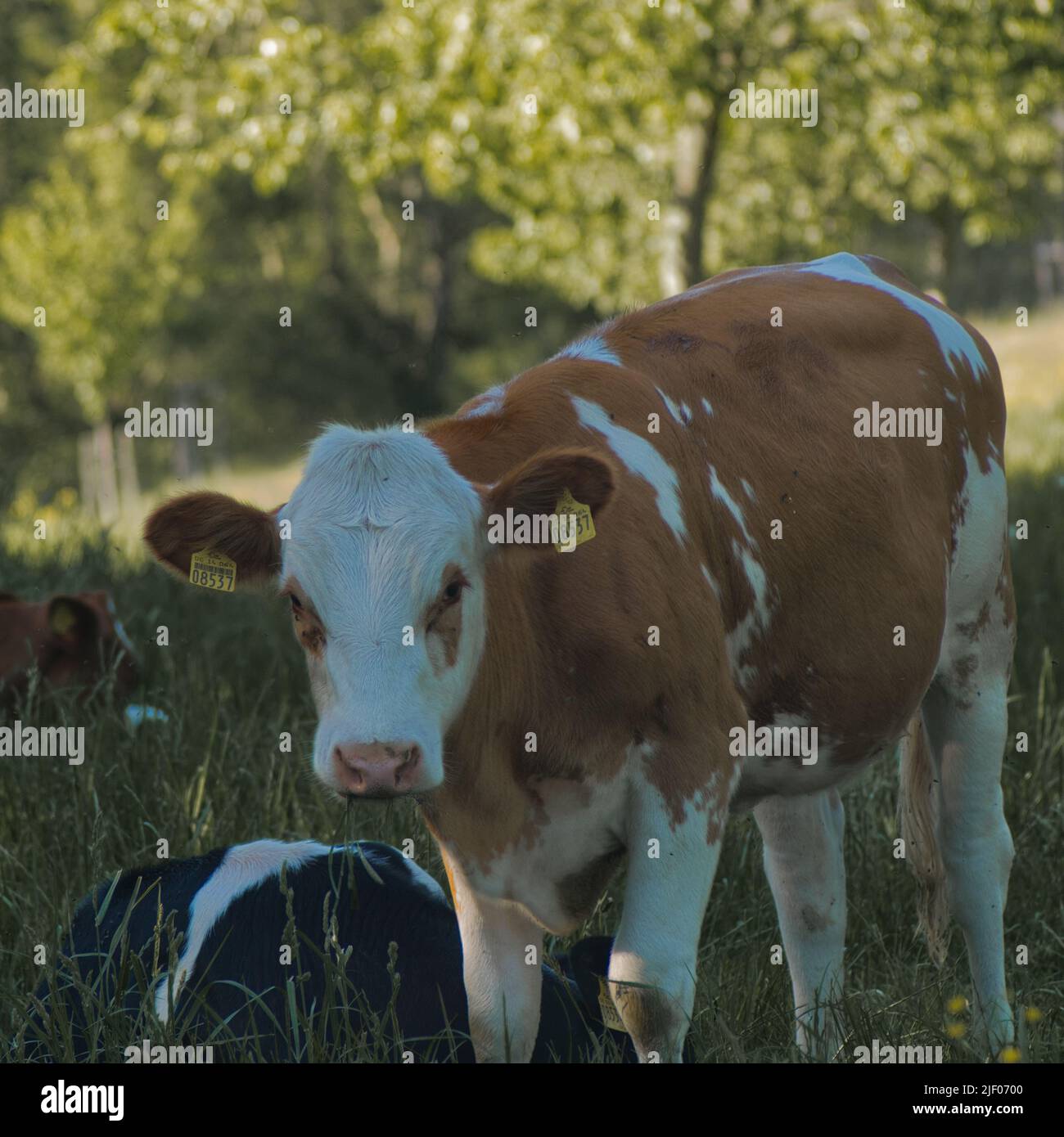 A closeup of a big Simmental cow with a baby cow laying on the ground ...