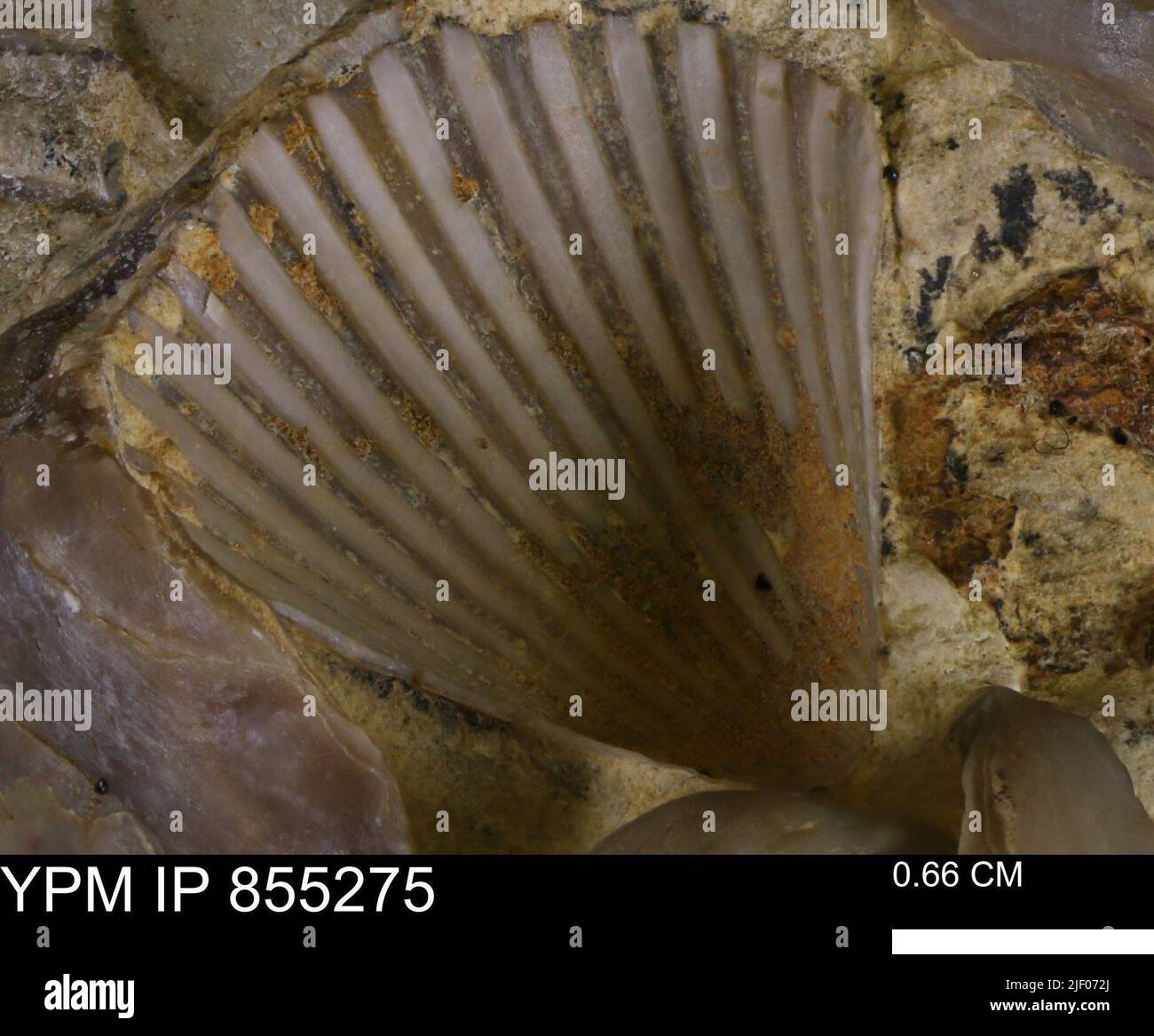 Fossil pecten hi-res stock photography and images - Alamy