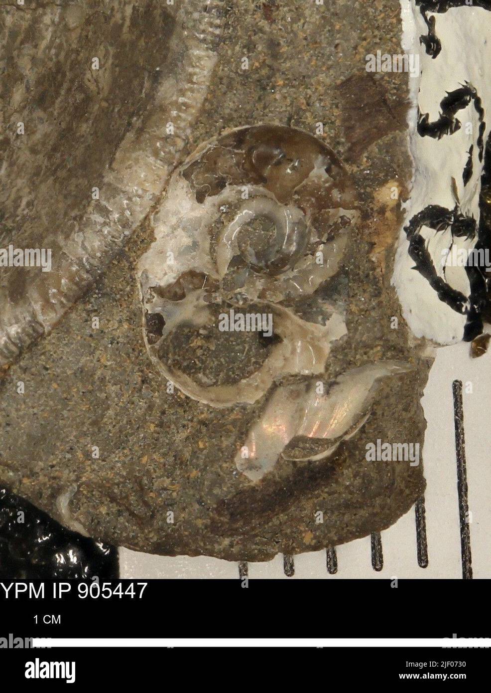 Ammonoidea animalia hi-res stock photography and images - Alamy