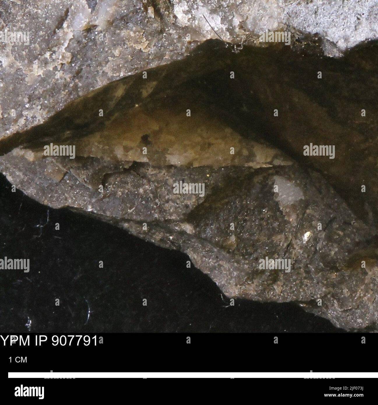 Phylum mollusca classification hi-res stock photography and images - Alamy