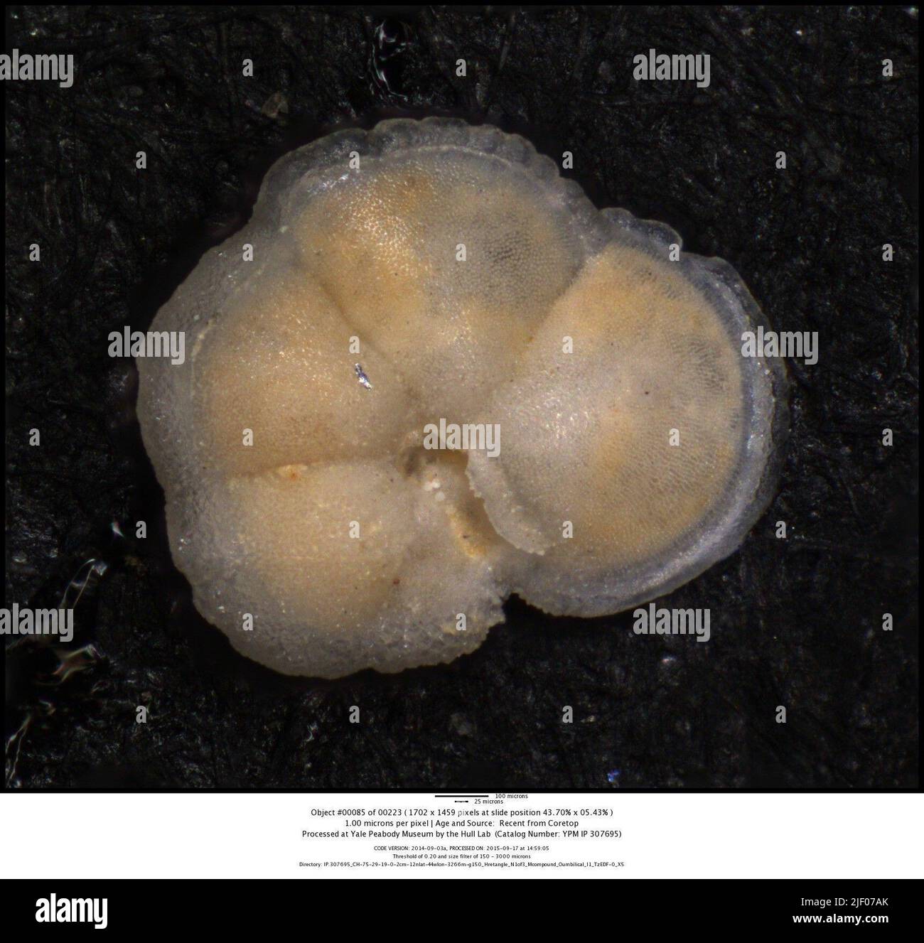 Foraminiferida hi-res stock photography and images - Alamy