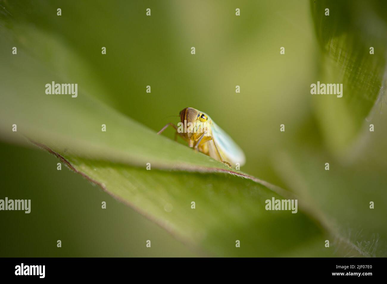 Macro of a colorful small cicada from a northern portuguese meadow ...