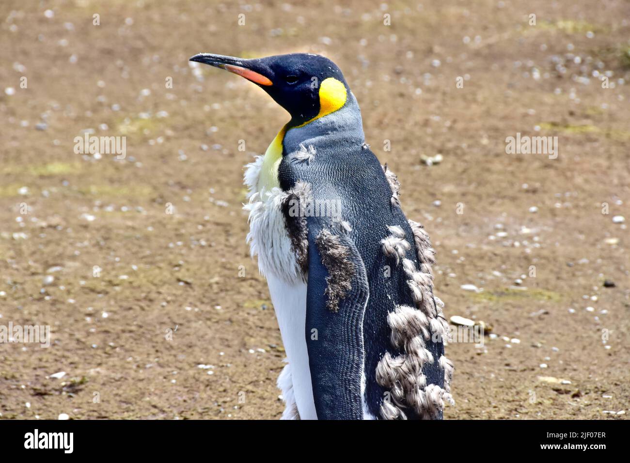 Molting bird hi-res stock photography and images - Alamy
