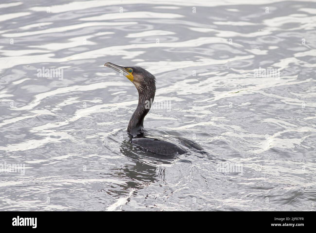 Cormorant swimming in the Douri river, north of Portugal Stock Photo ...