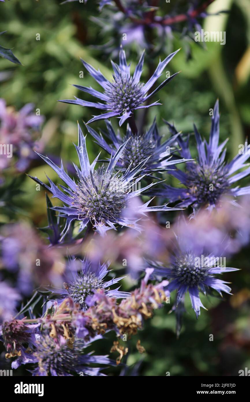 A vertical shot of Sea holly plants in the garden Stock Photo - Alamy