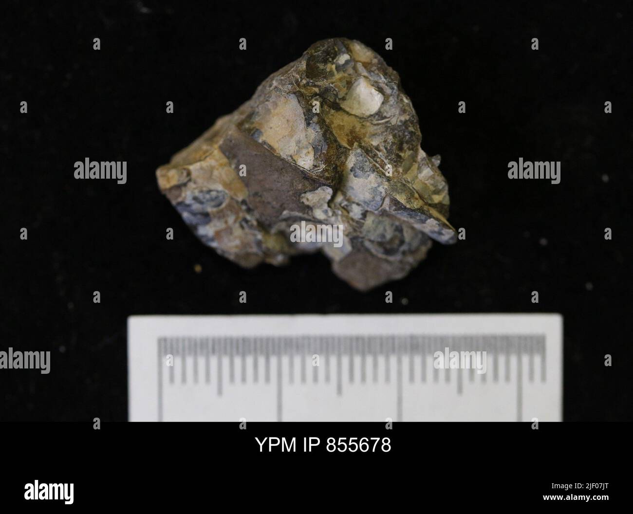 Teredinidae hi-res stock photography and images - Alamy