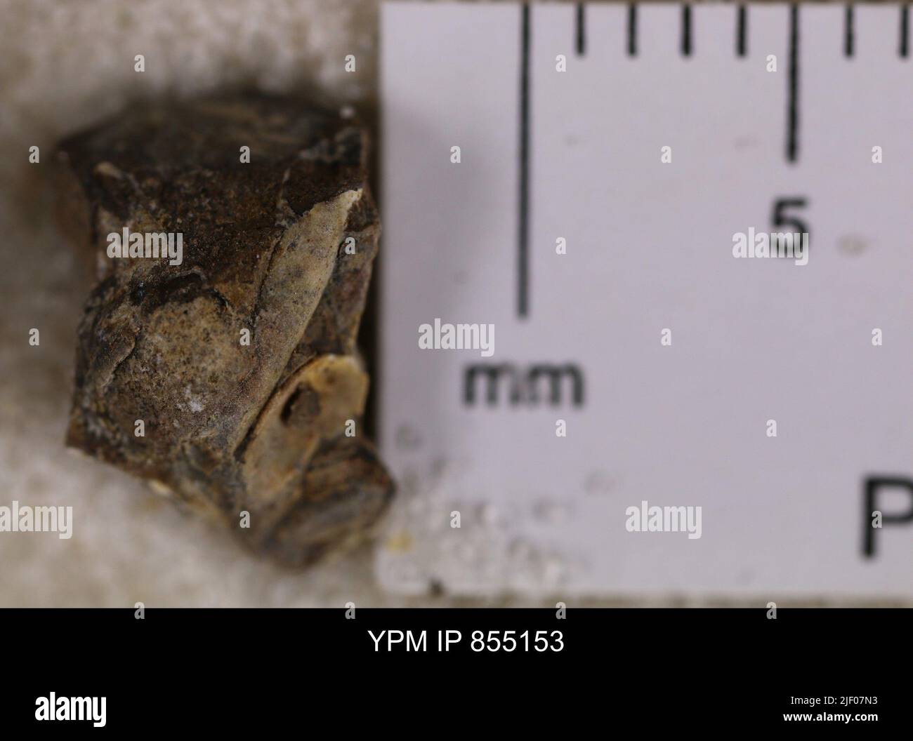 Dentalium sp hi-res stock photography and images - Alamy