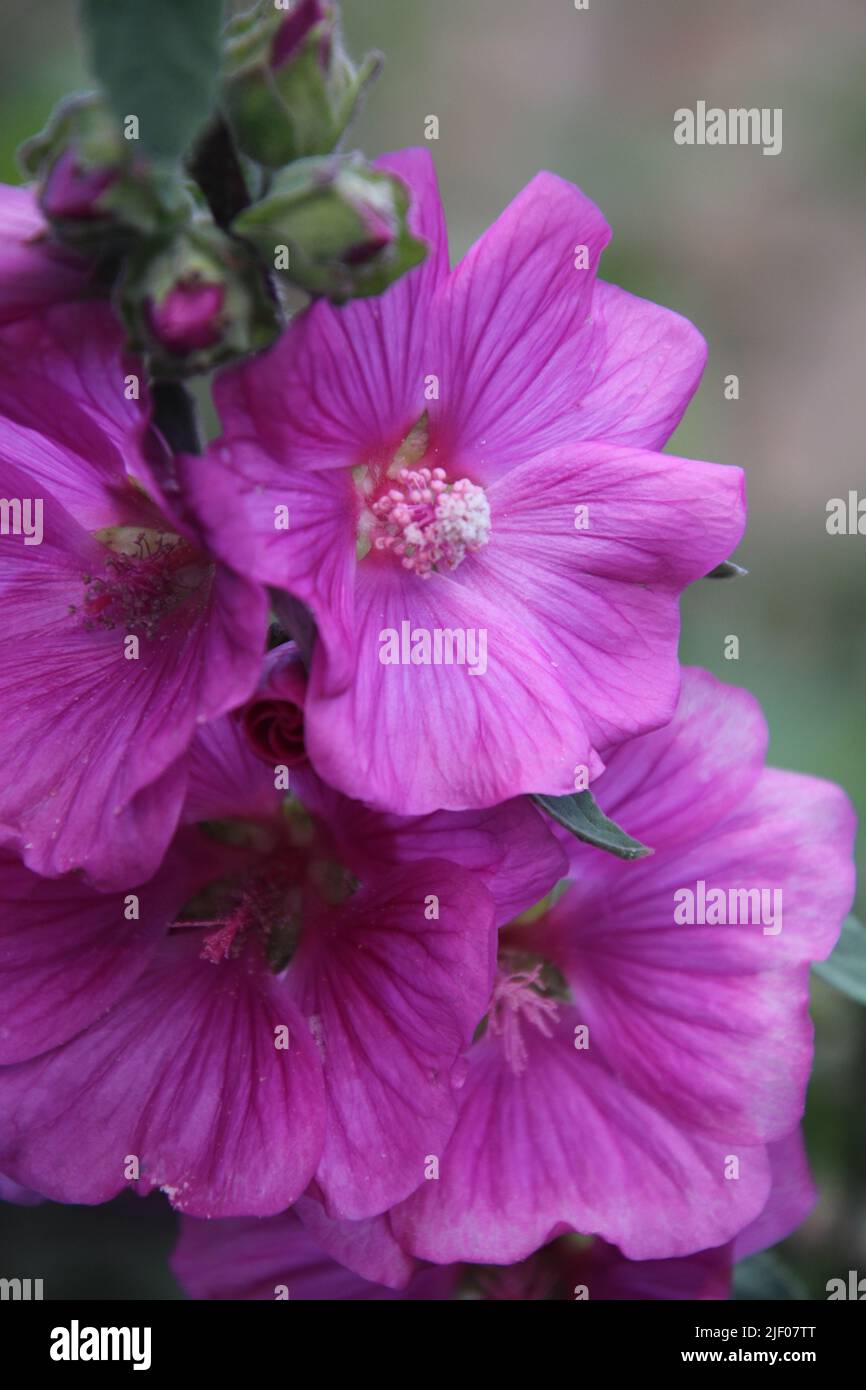 A vertical closeup of purple Malva alcea in the garden Stock Photo - Alamy