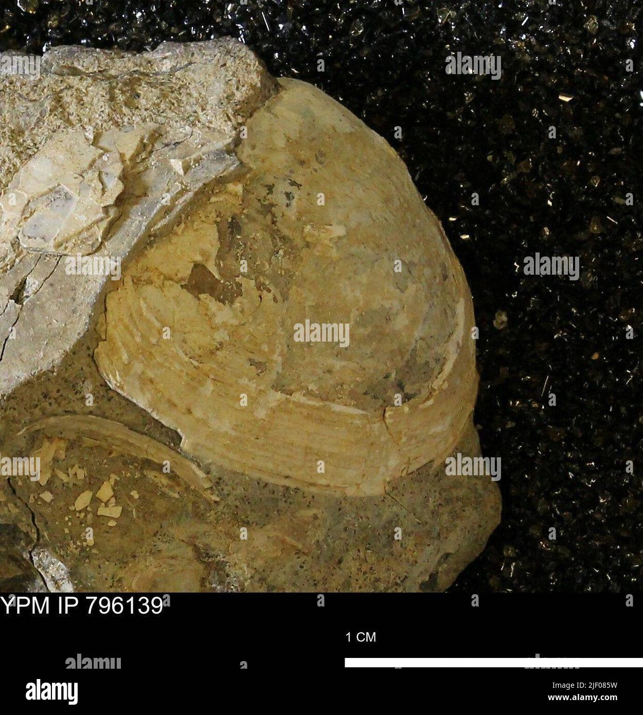 Spisula elliptica animalia hi-res stock photography and images - Alamy