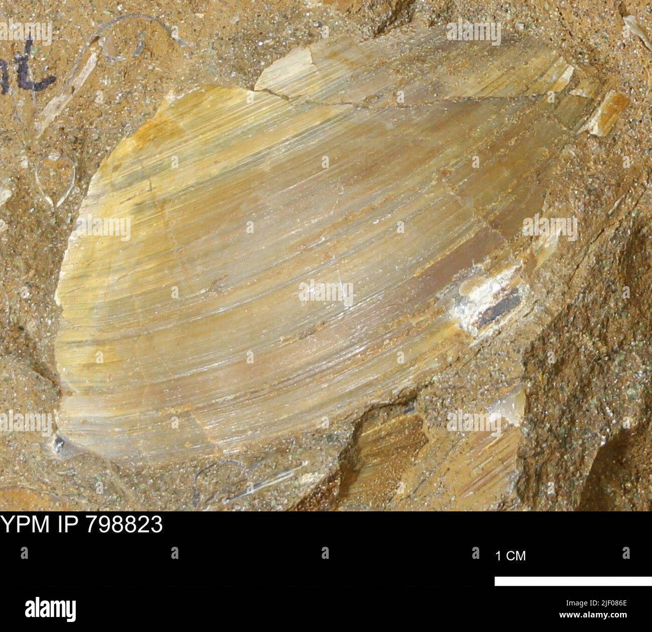 Cucullaea hi-res stock photography and images - Alamy