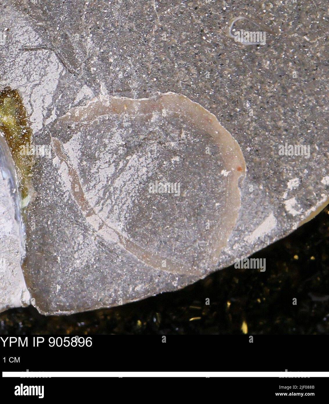 Undet bivalvia animalia hi-res stock photography and images - Alamy